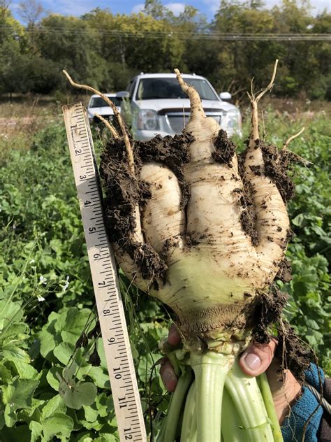 Living Roots Fighting Soil Compaction With Biology And Diversity South Dakota Soil Health