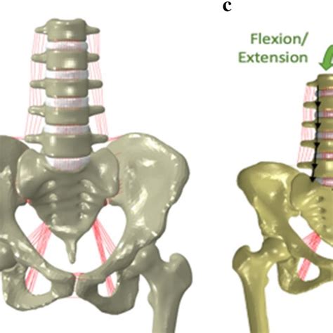 A Male Finite Element Model B Female Finite Element Model Lumbar Download Scientific Diagram