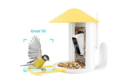 What Are Certain Primary Measures For The Protection Of Birds