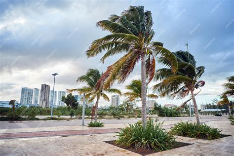 Premium Photo Cancun City Landscape With Palm Trees In Windy Weather