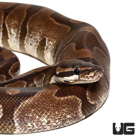 Vpi Axanthic Enchi Ball Python For Sale Underground Reptiles