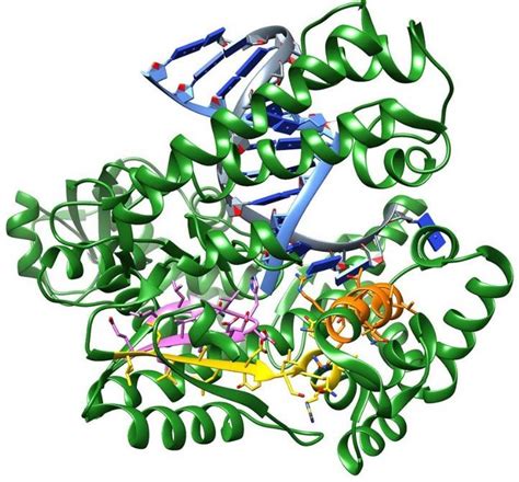 Taq Dna Polymerase Rna Boc Sciences
