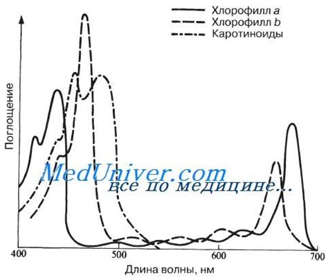 Пигменты фотосинтеза. Хлорофиллы. Каротиноиды.