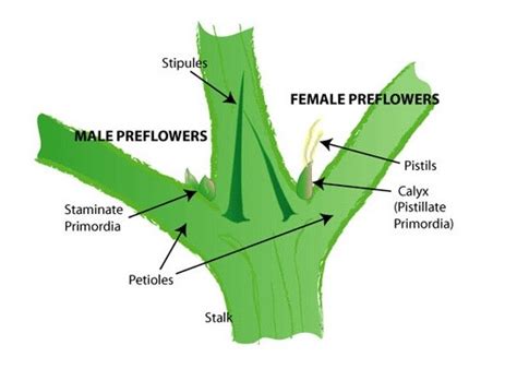Determining The Sex Of Your Cannabis Plants Growers Network