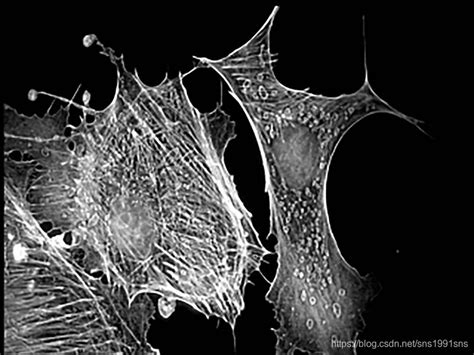 Opencv给黑白图像添加伪彩色，添加自定义颜色 Opencv Colormap Csdn博客