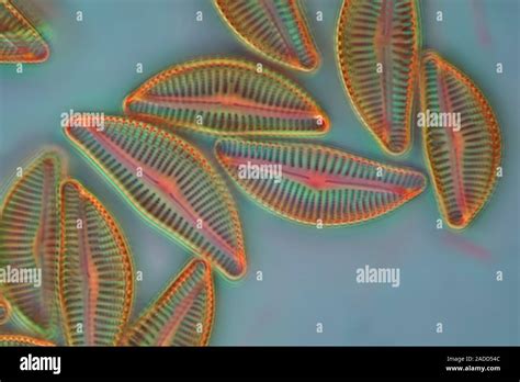 Diatom Light Micrograph Of A Fossilised Diatom Diatoms Are Planktonic Unicellular Algae They