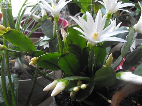 Plant Identification Closed Schlumbergera 1 By Sneirish