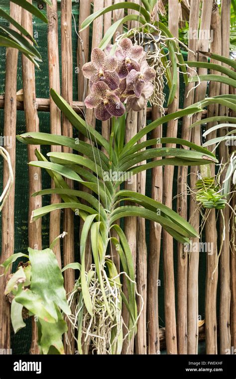 Vanda Mimi Palmer Orchid In Small Botanical Garden On Sentosa Island In