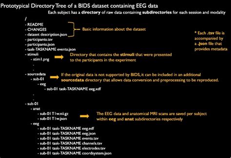Bids For Eeg Department Of Psychology