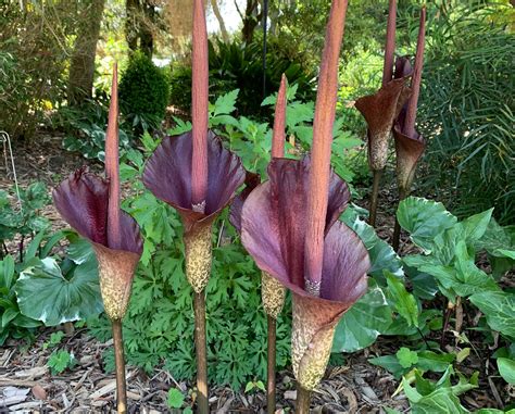 Juniper Level Botanic Garden Juniper Level Botanic Garden