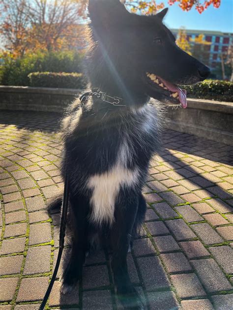 Lokis First Time In This Area He Did Great And Just Watched The Workers Using Leaf Blowers