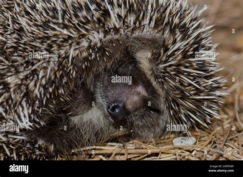North African Hedgehog Atelerix Algirus In Self Protection Posture The