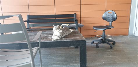 weizmann cats fleishman lab