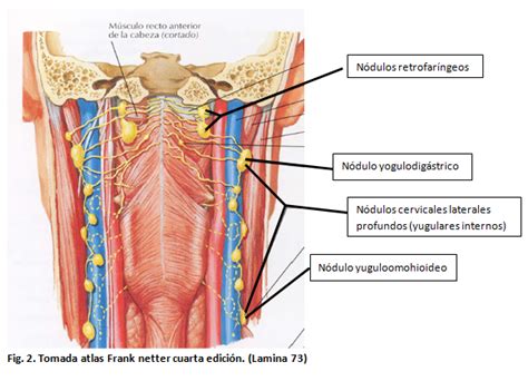 Digestivouq Drenaje Linfático Del Cuello Por Nathaly Aldana Digestivouq Drenaje Linfático Del Cuello Por Nathaly Aldana