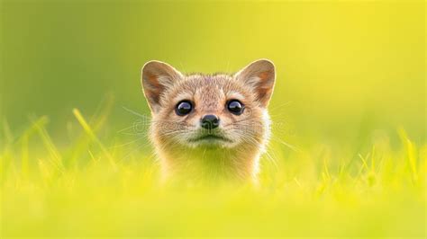 A Adorable Wild Kit Fox In Lush Green Grass Stock Illustration