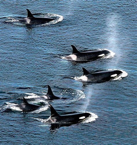 Environmental Synthesis And Communication The Complex Conservation Of