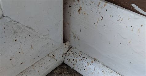 What Does Spider Poop Look Like Complete Removing And Prevention Guide
