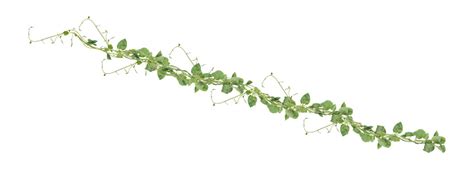 하트 모양의 녹색 잎은 암소 슬립 크리퍼 의 덩굴 담쟁이 등반 흰색 배경에 고립 된 야생에서 성장하는 크리퍼 숲 식물 클리핑 경로 포함 0명에 대한 스톡 사진 및 기타