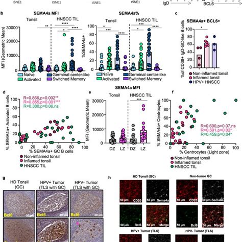 High Dimensional Flow Cytometry And Immunohistochemistry Reveal