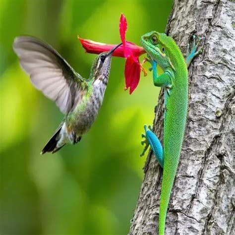 Hummingbird Predators Common Threats And How To Protect Them