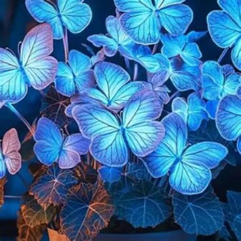 Rare Hosta Seeds Etsy