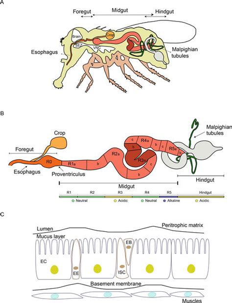 Gut Feeding The Brain Drosophila Gut An Animal Model For Medicine To