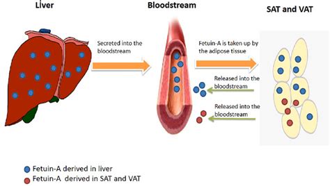 Production And Secretion Of Fetuin A Fetuin A Produced By The Liver