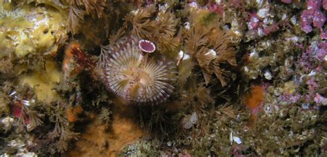 Serpulid Worm Monterey Scuba Board