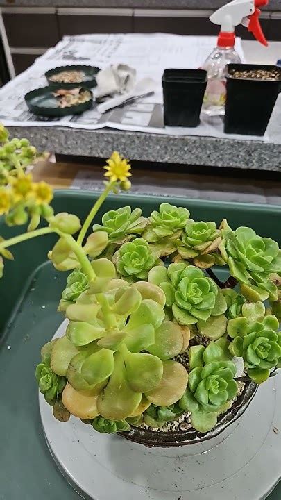 릴리패드꽃 Youtube