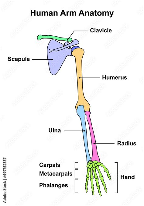 diagram of internal structure of arm bone skeletal umano bra