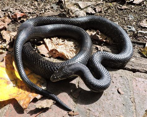 Black Rat Snake Florida Ratsnakes In Florida The Complete List And