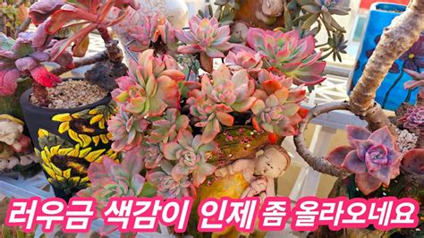 미미네옥상다육소식파이브스타아모르파티가 인제 좀 이뻐지고 러우금도 색감이 핑크색으로 진하게 올라오네요🌸241122
