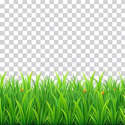 Green Grass Horizontal Borde Stock Illustration Illustration Of