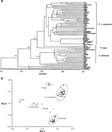 Upgma Cluster Analysis With Bootstrap Values A And Pcoorda Analysis Download Scientific