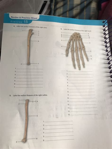 Solved Review And Practice Sheet Exercise 15 4 Label The