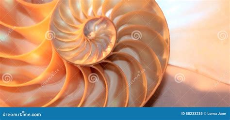 Nautilus Shell Fibonacci Symmetry Cross Section Spiral Structure Growth Golden Ratio Stock Image