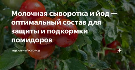 Молочная сыворотка и йод — оптимальный состав для защиты и подкормки