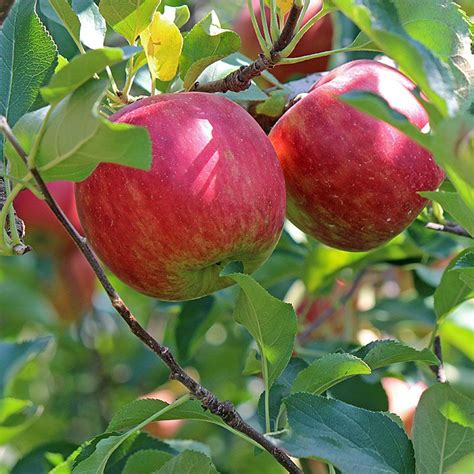 Fuji Apple Tree Growing Zone At Ella Byatt Blog