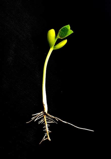 Premium Photo Green Seedlings Isolated On The Black