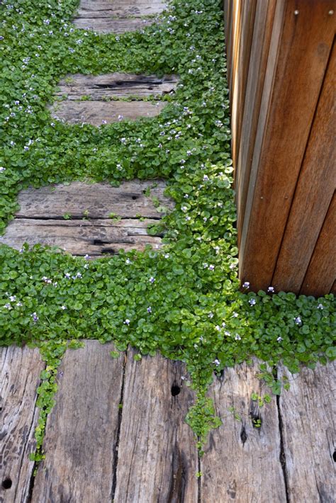 Sleeper Steppers With Native Violet For Charming Retaining Wall
