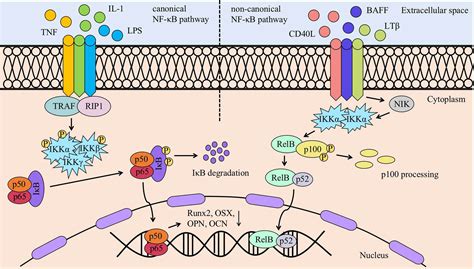 Signalling Pathways In The Osteogenic Differentiation Of Periodontal