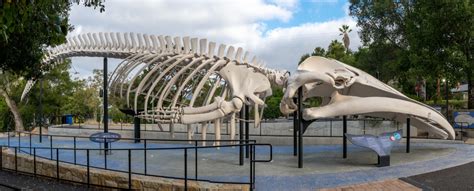 Blue Whale Skeleton Santa Barbara Museum Of Natural History