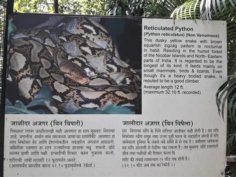 Reticulated Python Description Description Of The Reticula Flickr