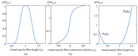 Contractiondynamics Of The Ce A Force Length Relationship Equation