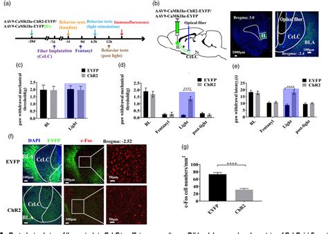 Figure 5 From Projections From Infralimbic Medial Prefrontal Cortex