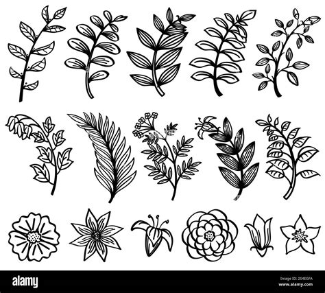 Sketch Hand Drawn Branch And Leaves Vector Decorative Floral Nature