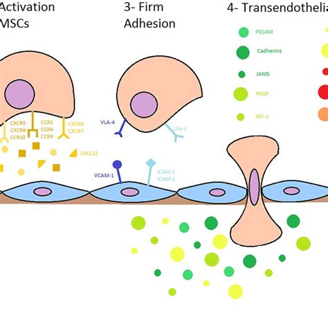 The Migration Process Of Mscs The First Step Of The Migration Process