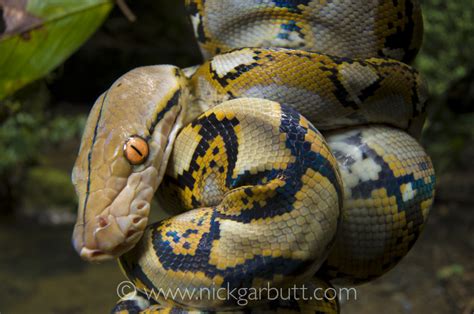 Juvenile Reticulated Python Danum Valley Nick Garbutt Nick Garbutt On Line