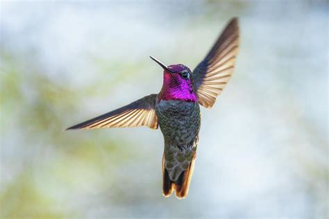 Sunset Iridescence Photograph By Rick Furmanek Fine Art America