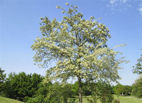 How To Grow Black Locust Tree Robinia Pseudoacacia In Your Garden